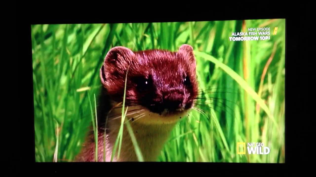 The Deadly Stoat!!! - YouTube