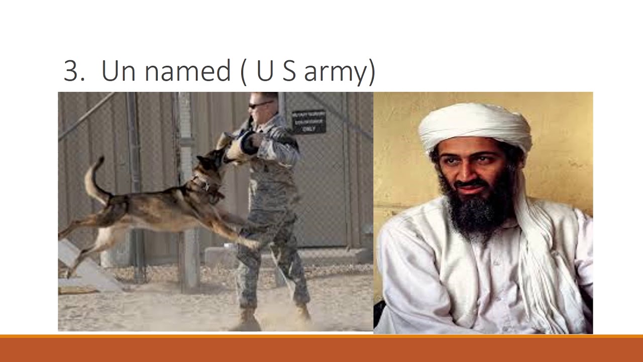 commando dogs which fought for their country - YouTube