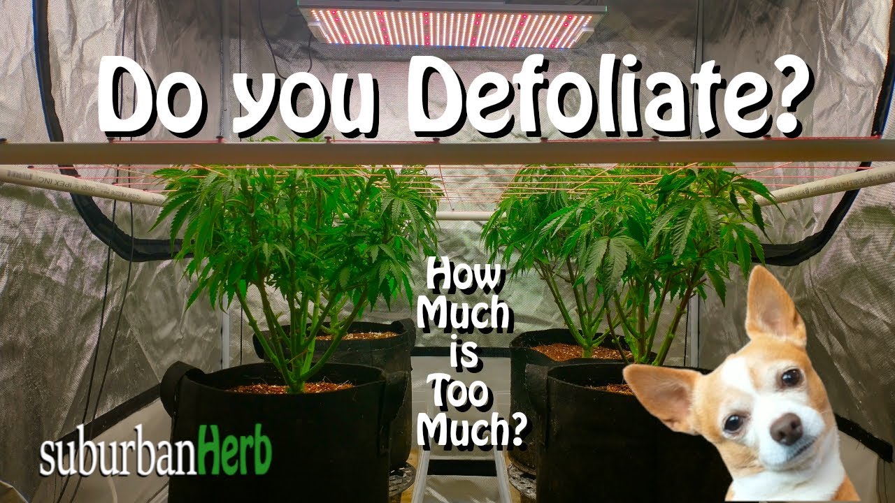 Defoliation How Much Is Too Much Viparspectra Ks3000 Multi plant Grow defoliation-how-much-is-too-much-viparspectra-ks3000-multi-plant-grow