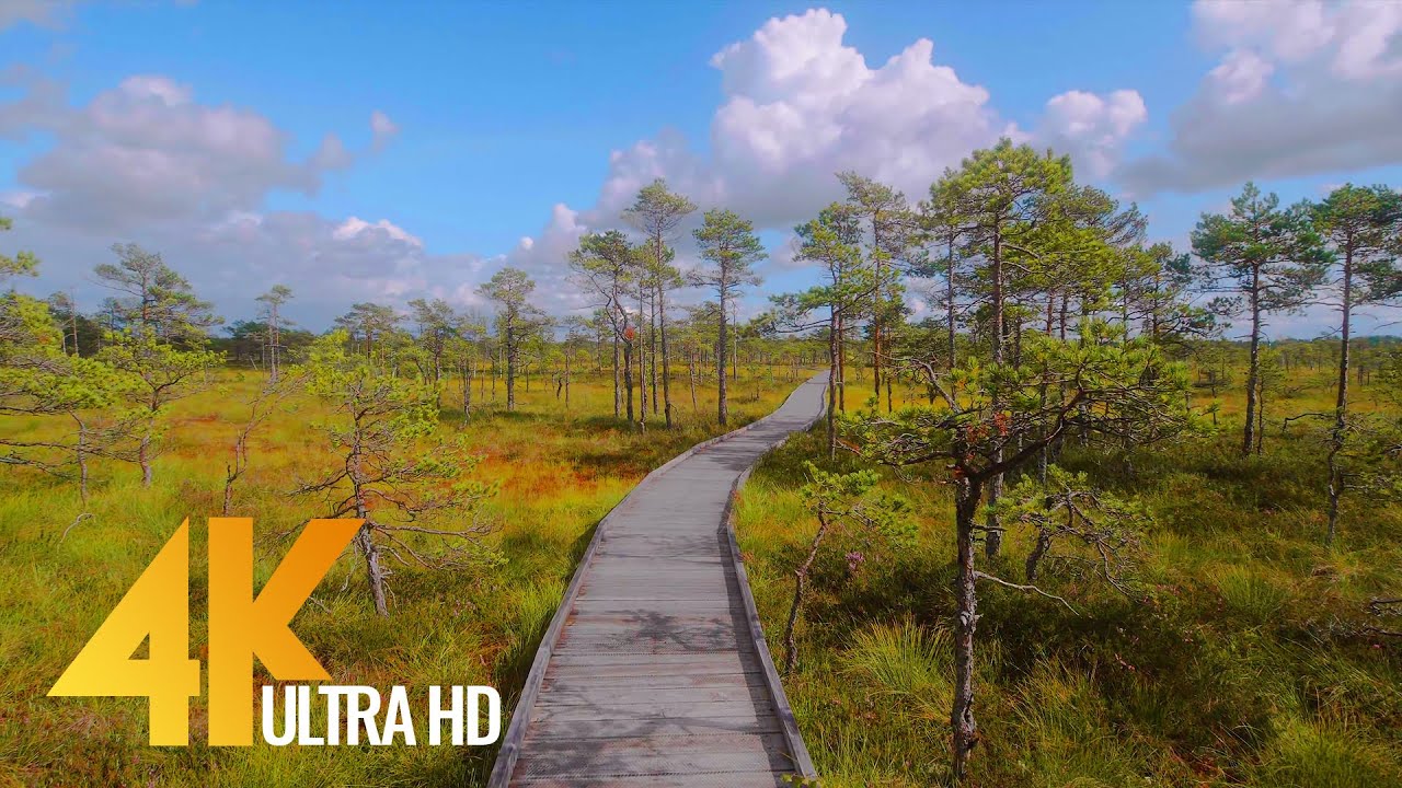 Nature of Estonia in 4K - Virtual Nature Walk - Short Preview Video ...