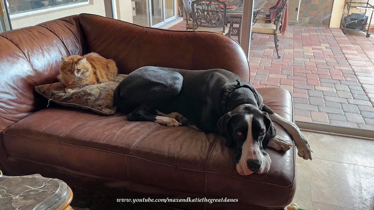 Bestie Great Dane & Cat Snuggle Up For Cuddle Time Together - YouTube