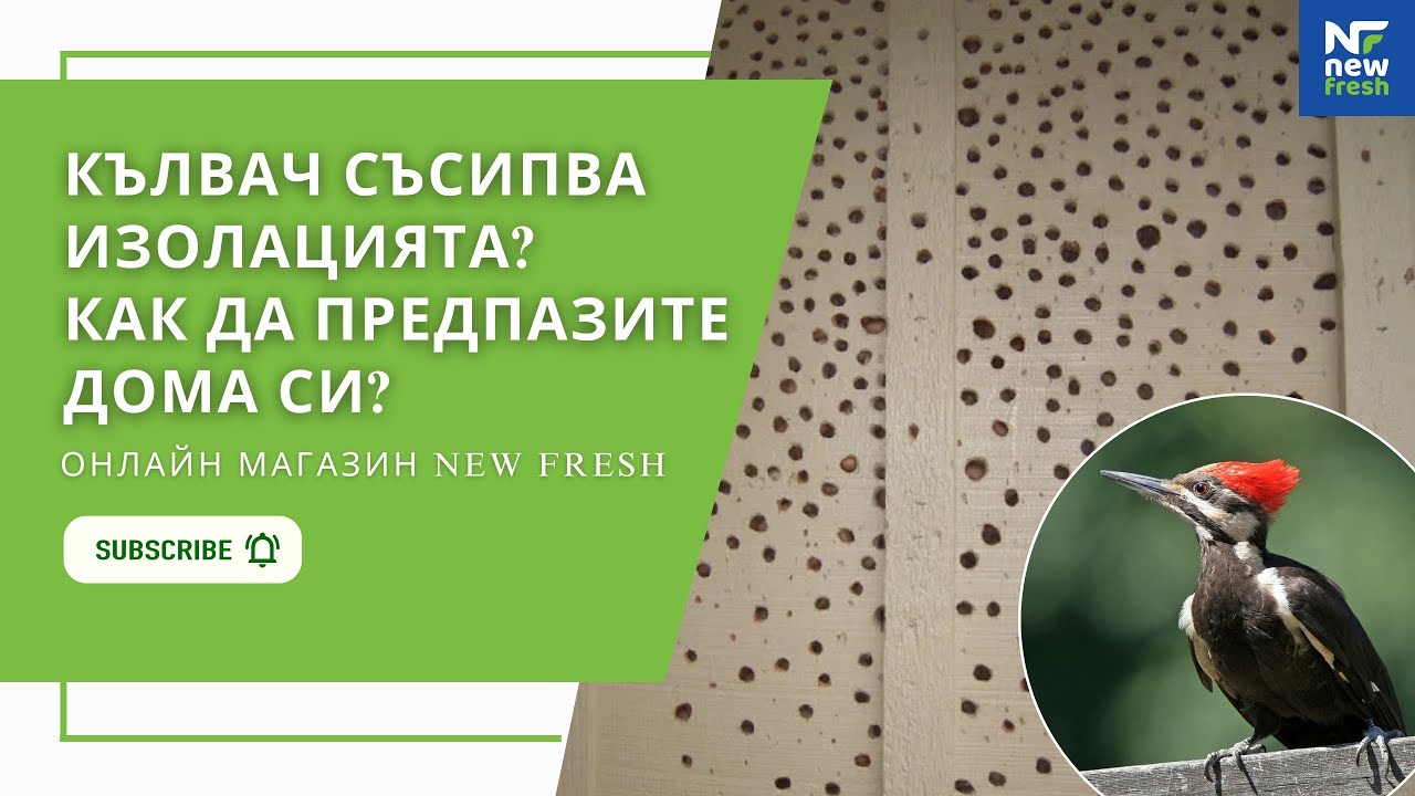 Кълвач кълве изолацията Как да предпазите дома си Youtube