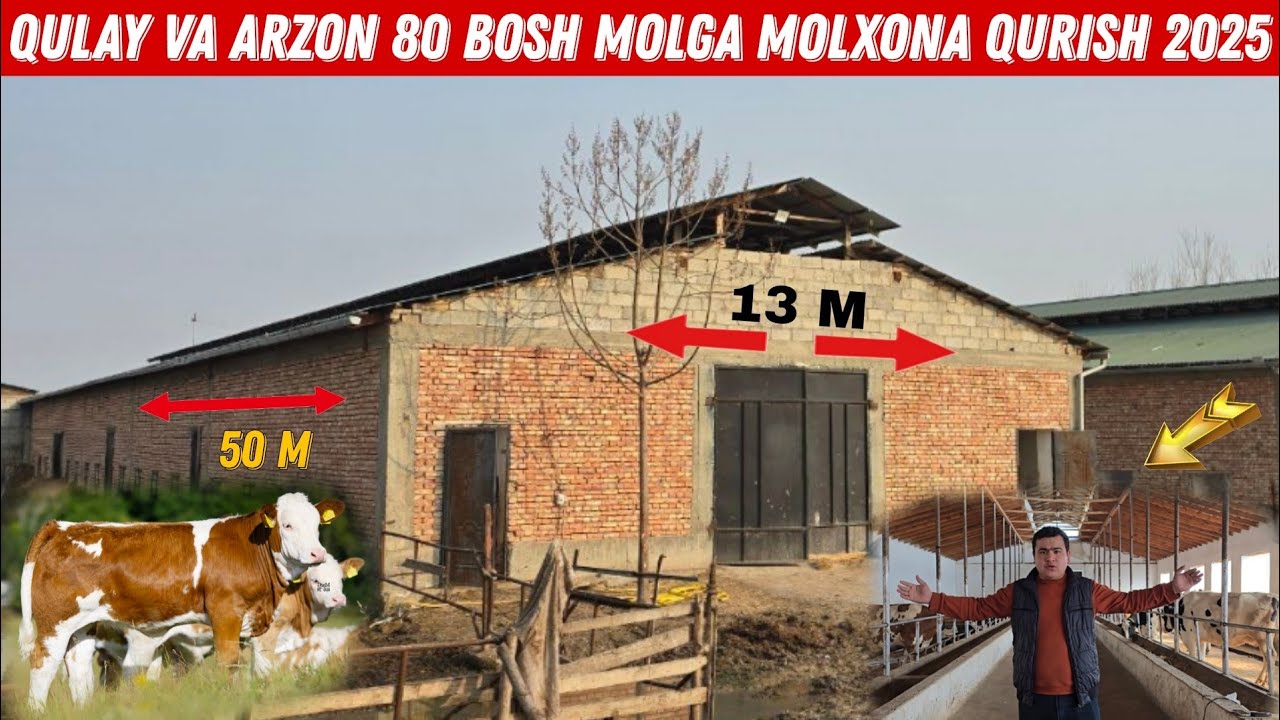 80 Bosh Molga Qulay Va Arzon Molxona Qurish 🔥🔥🔥 #abroruz #cow # ...