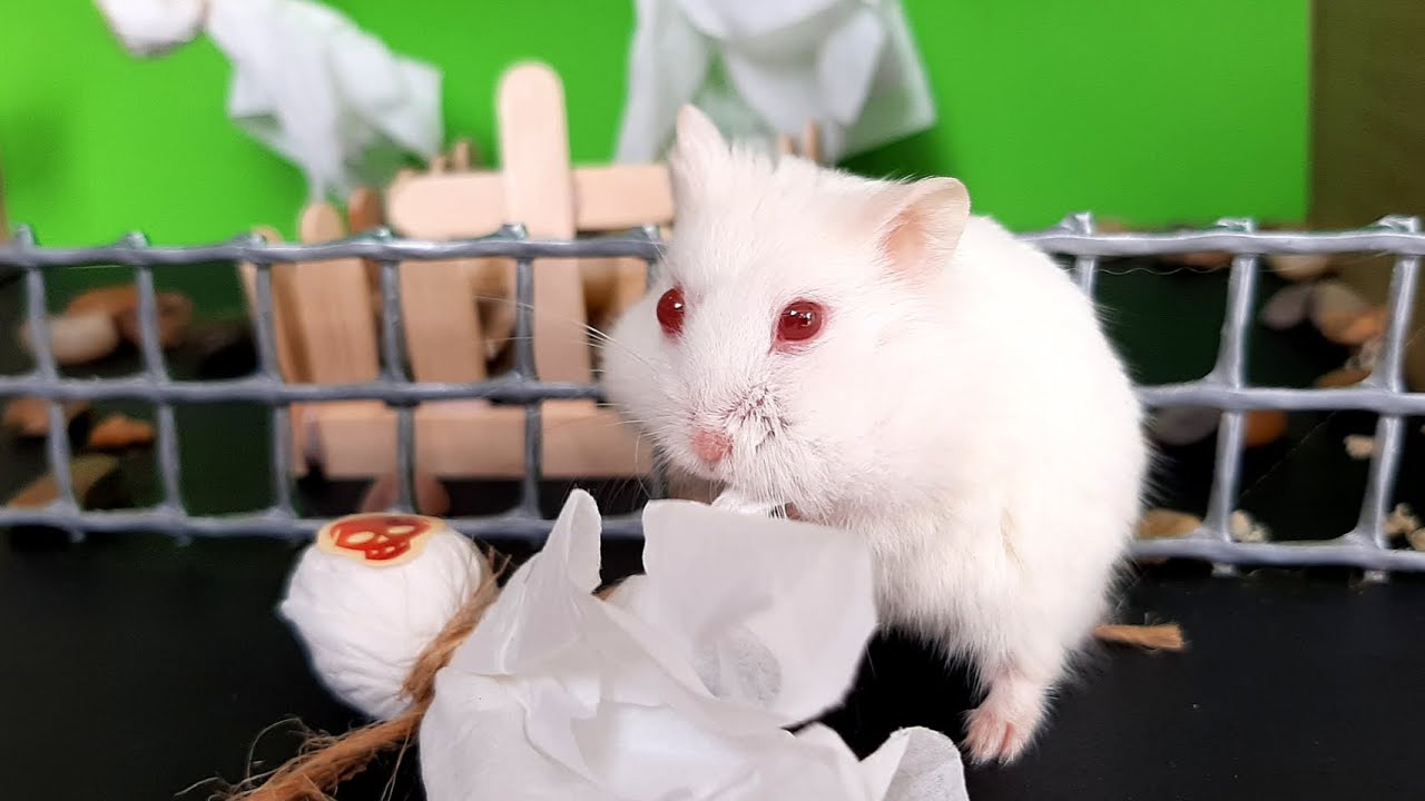 Cute hamster visit GRAVEYARD and GHOST appear !!! - YouTube