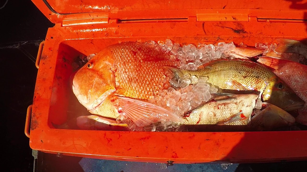 Fish Esky off Yeppoon - YouTube
