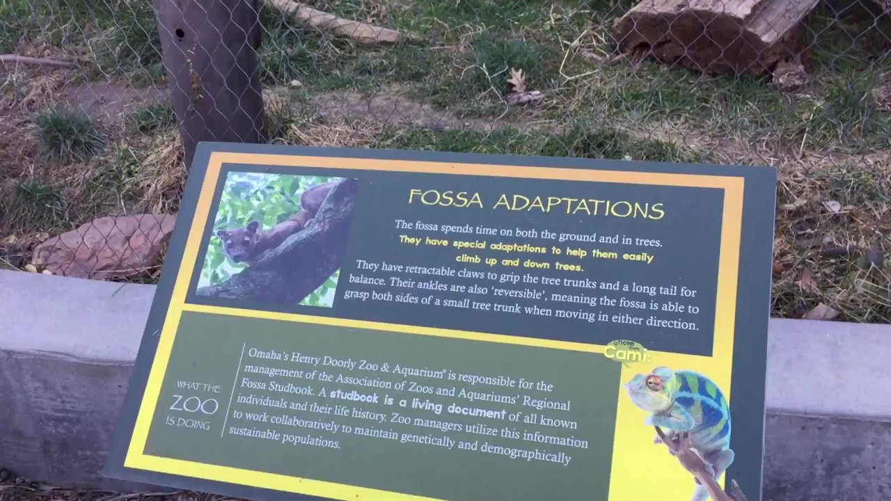 Fossa Adaptations at the Omaha Zoo - YouTube