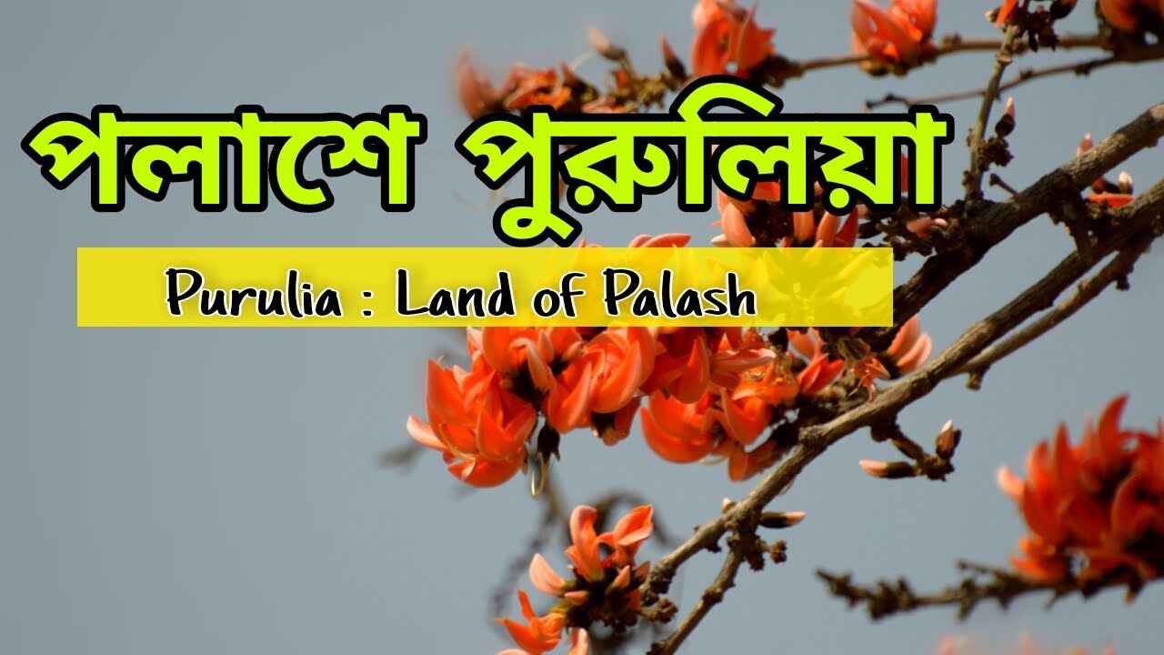 Palash in Purulia | Palash Flower |পলাশ | Purulia Tourist Spot |Purulia ...