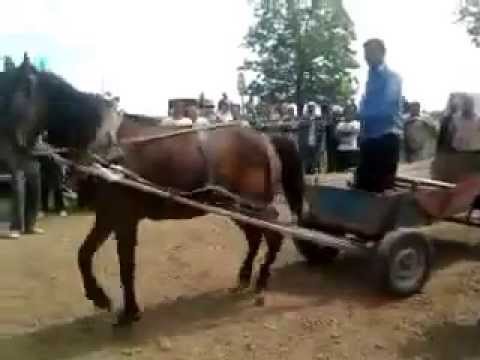 Roman havası oynayan at...