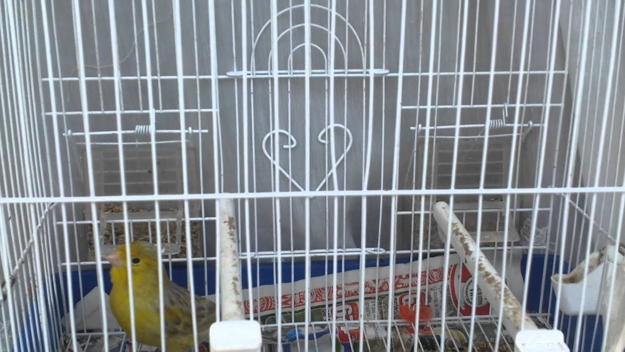 Canarino agata verde - YouTube