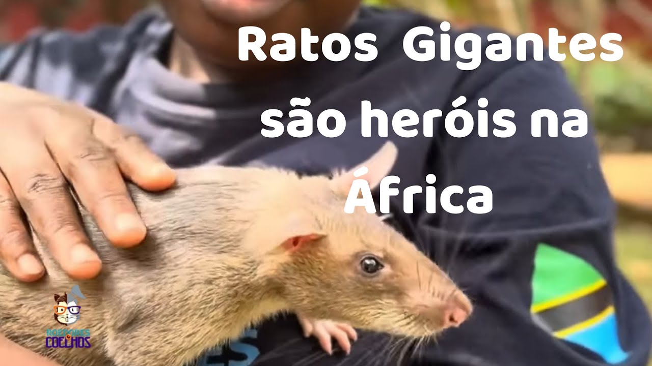 Ratos Gigantes Africanos