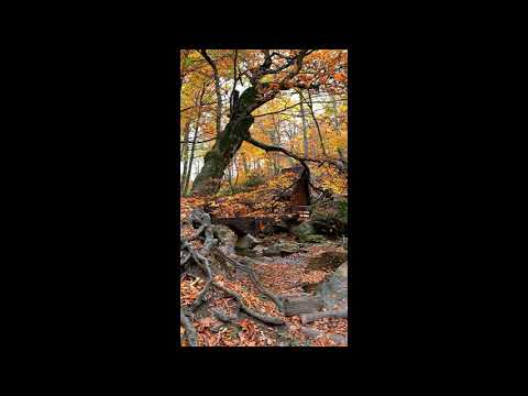morning nature video watsap status