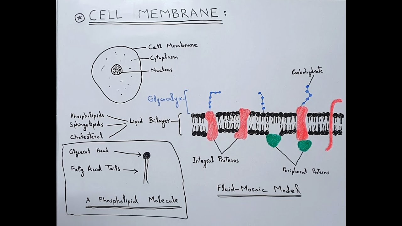 Structure of Cell Membrane / Plasma Membrane | Fluid Mosaic Model ...