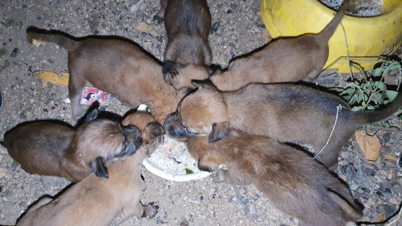 Poor Puppies Eating super dinner - YouTube