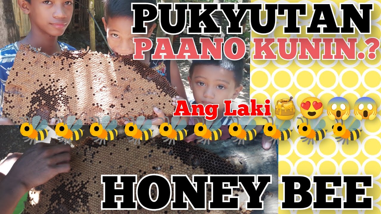 Namuhag kami PUKYUTAN | HOW TO Harvest HONEYBEE? | Dami PULOT | - YouTube