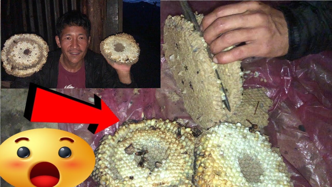 aringal hunting bbl vayo 🐝🐝@Seen-Nepal - YouTube