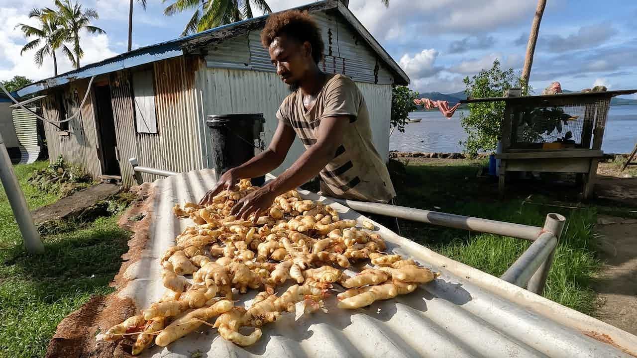 The Village Ginger Farmer: Harvesting To Sell At The Local Market (Pay ...