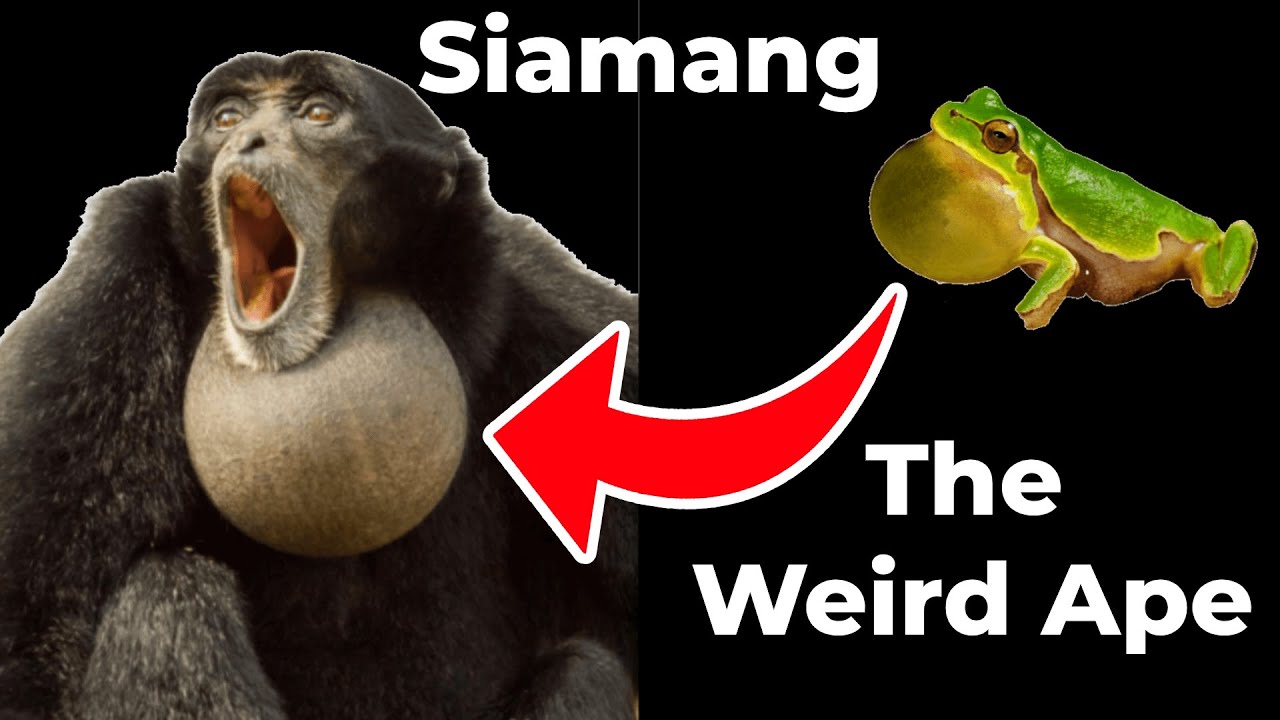 Siamang | The Weird Ape - YouTube
