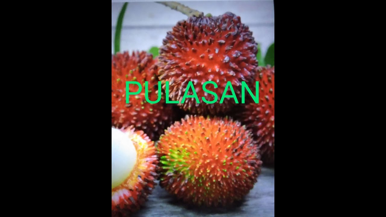 Know in detail about Pulasan fruit. - YouTube