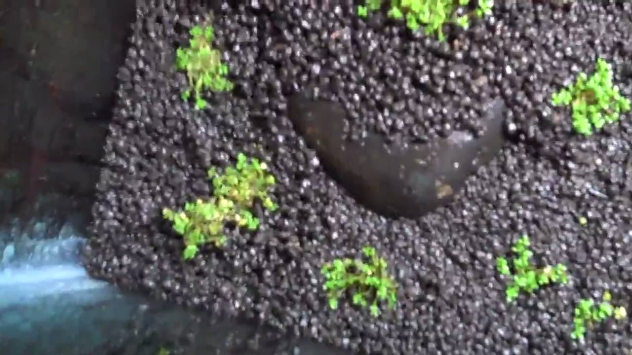 20L growing HC Cuba - YouTube