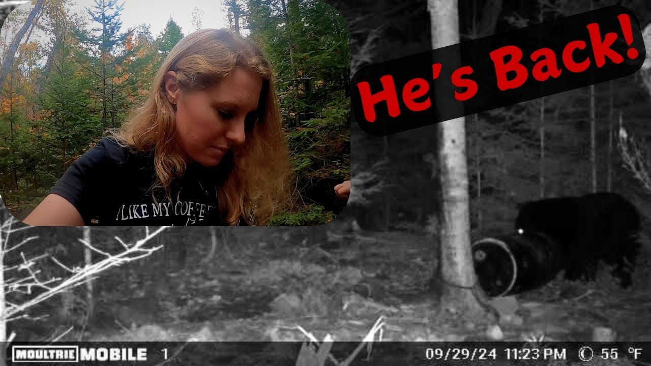 Bear Trapping | Trail Cam Pics 2024 - YouTube