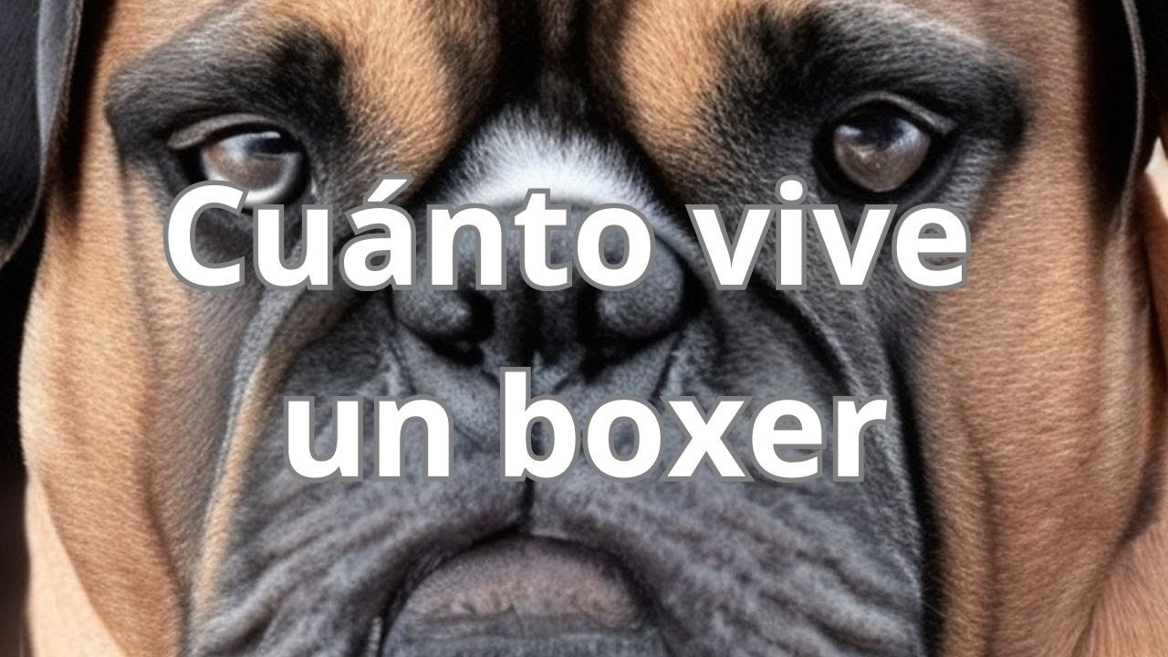 Cuánto Vive un Boxer: Expectativa de Vida y Cuidados - YouTube