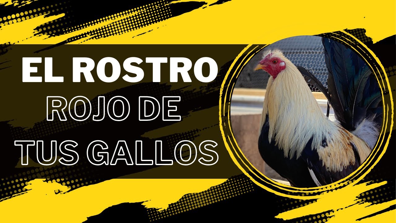 🐓 ¿Por que mi gallo tiene la cara palida? 😰 - YouTube