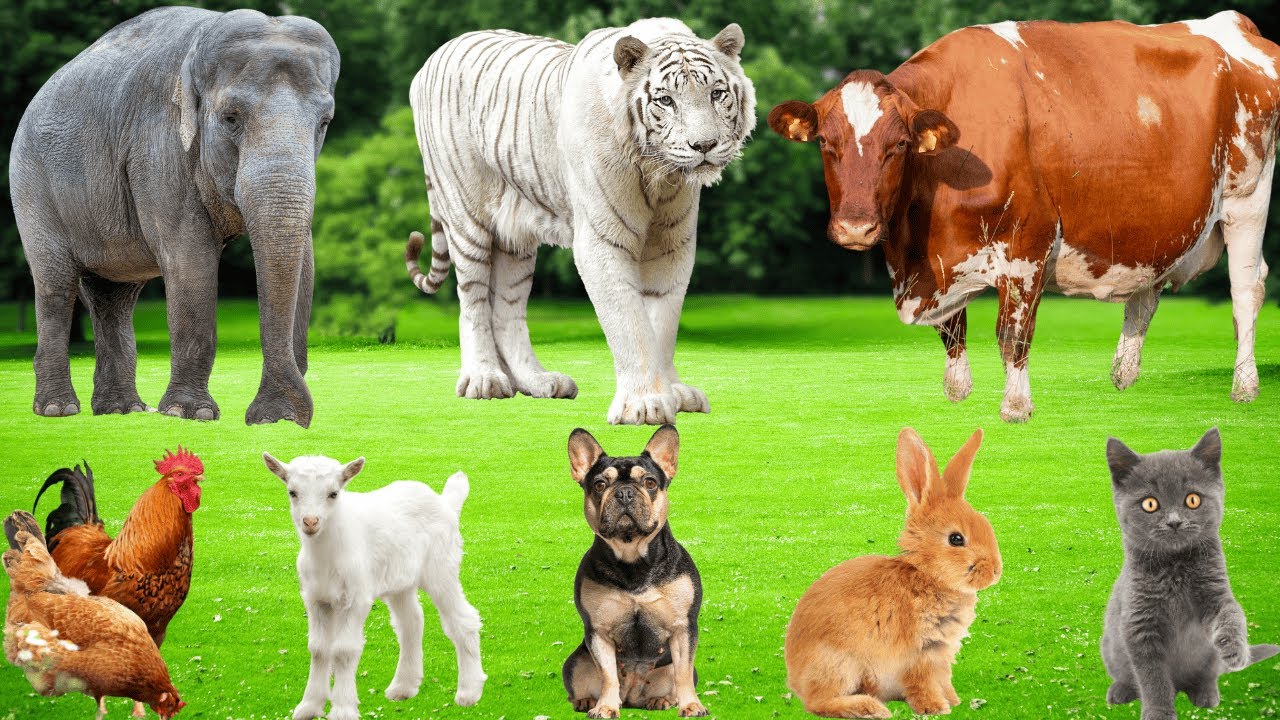 Farm Animal Sounds: Cat, Dog, Chicken, Cow, Duck, Goat, Giraffe, Pig ...