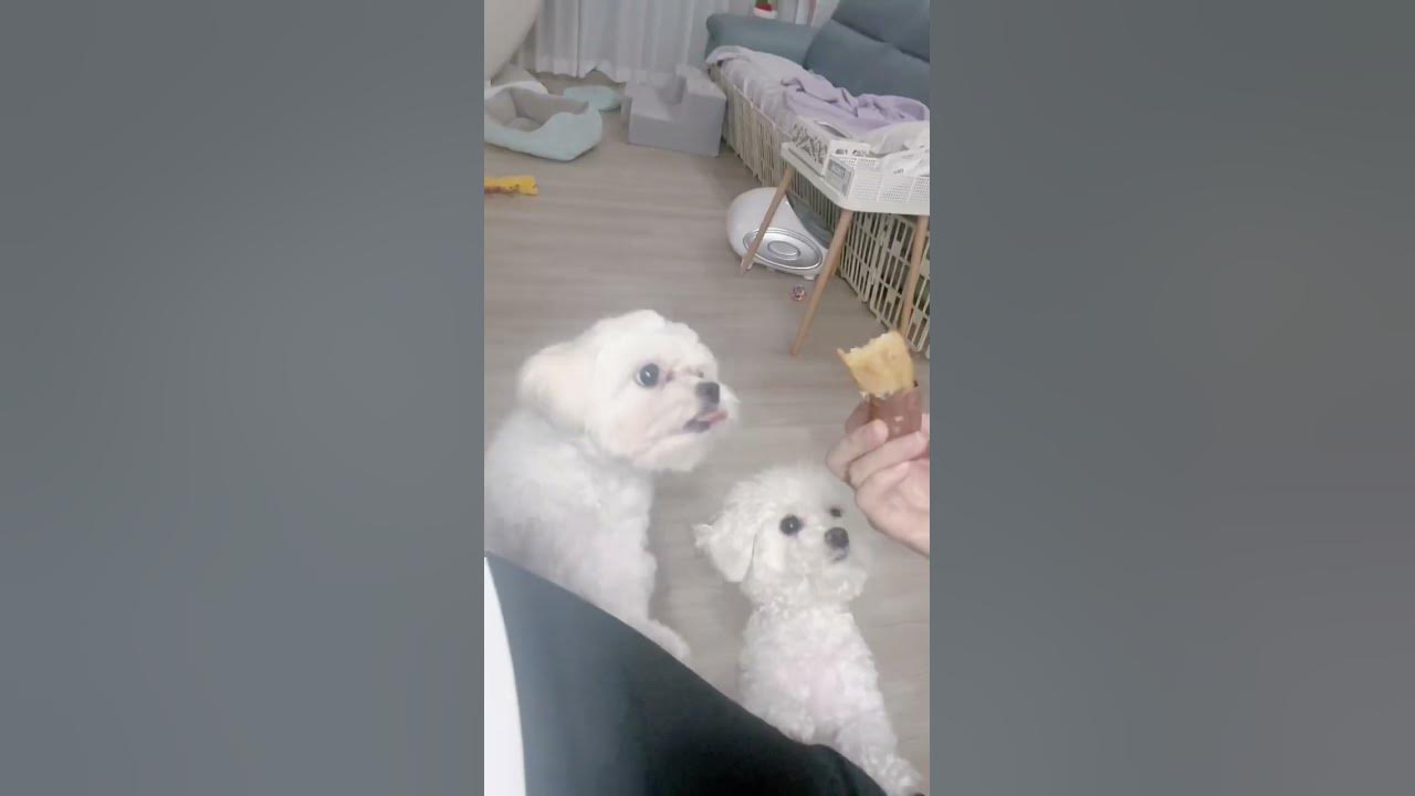 고구마에 눈 뒤집힌 강아지 Youtube