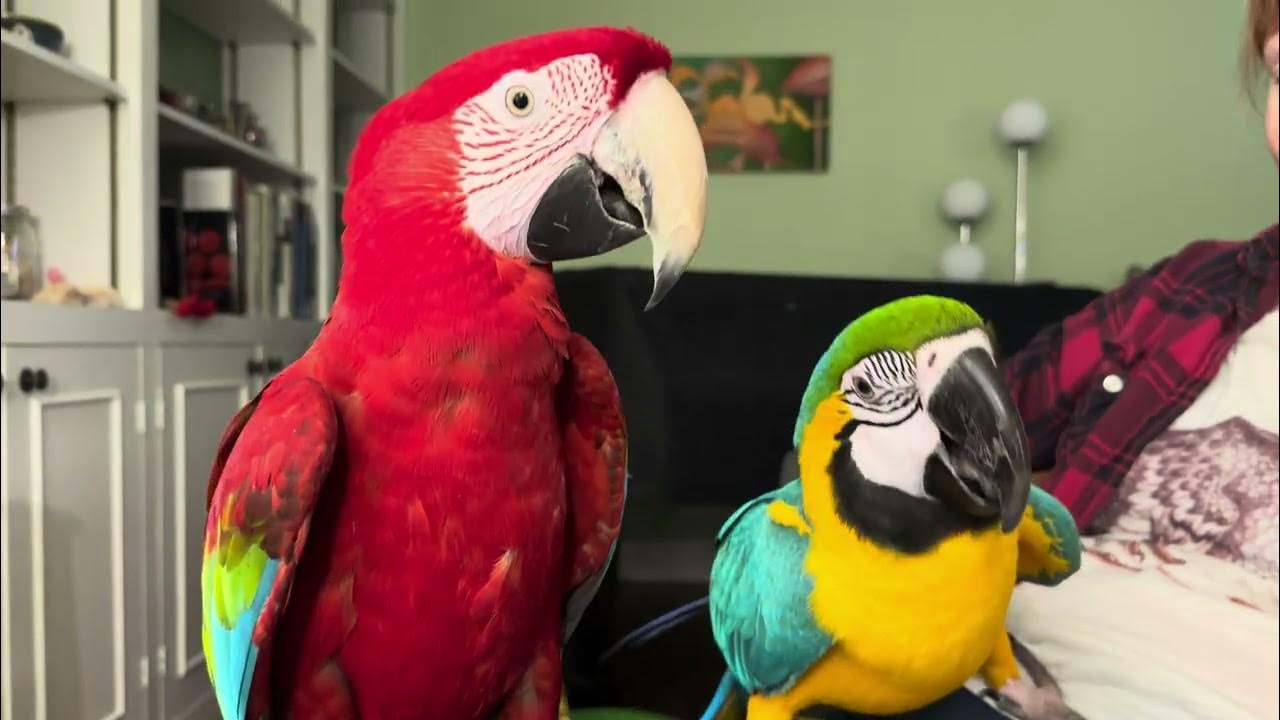 Trying to relax with macaws - YouTube