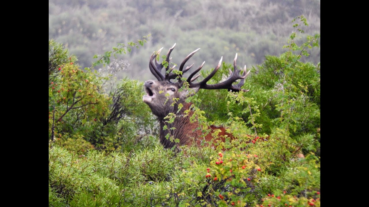 The Huge Stags of Tupungato - Red Stag Patagonia - YouTube