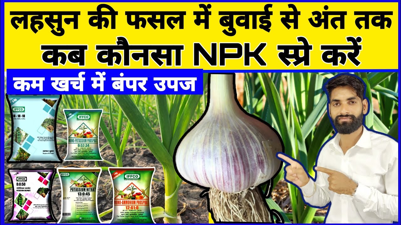 लहसुन में बम्पर उपज के लिए कब कौनसा NPK स्प्रे करें | Lahsun Ki Kheti ...