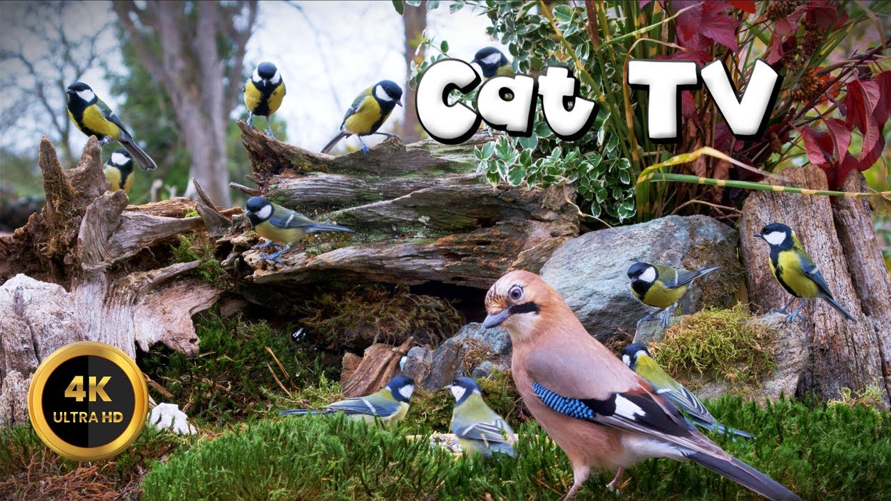 Cat TV for Cats to Watch 🐈 - PARTY OF TITMICE🐦‍⬛ (4K) - YouTube
