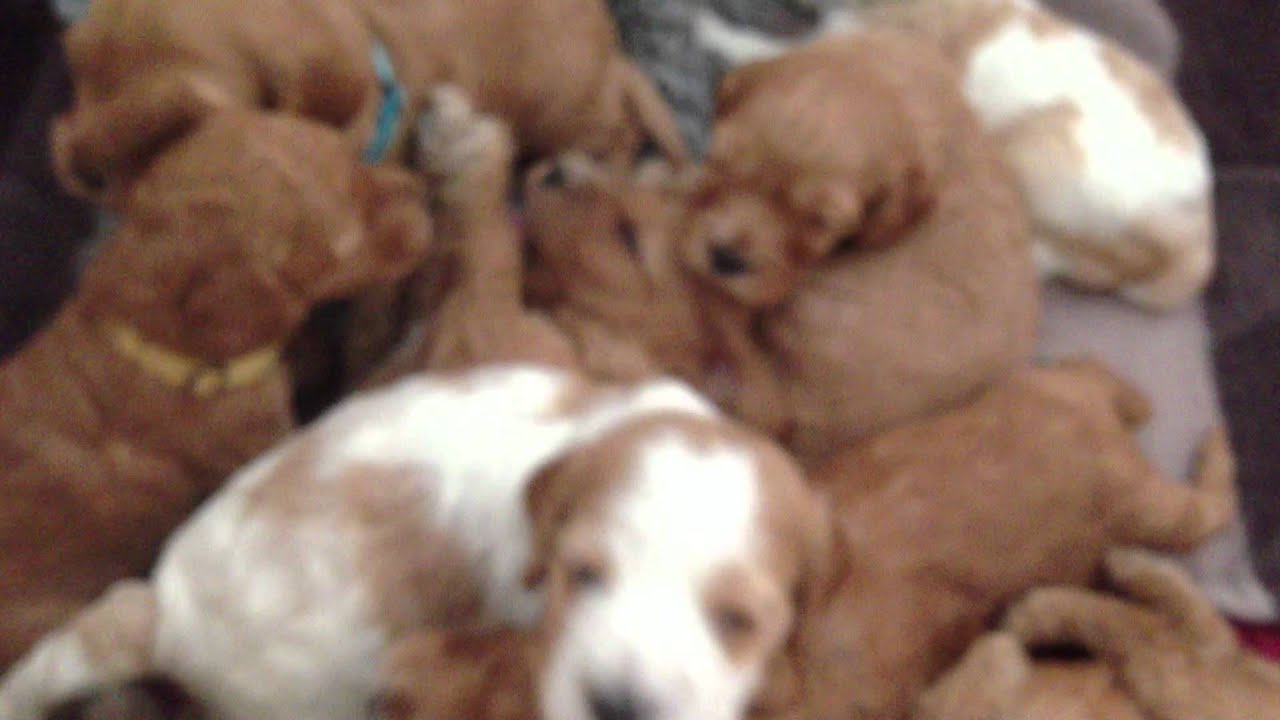 3 weeks old cockapoo puppies - YouTube