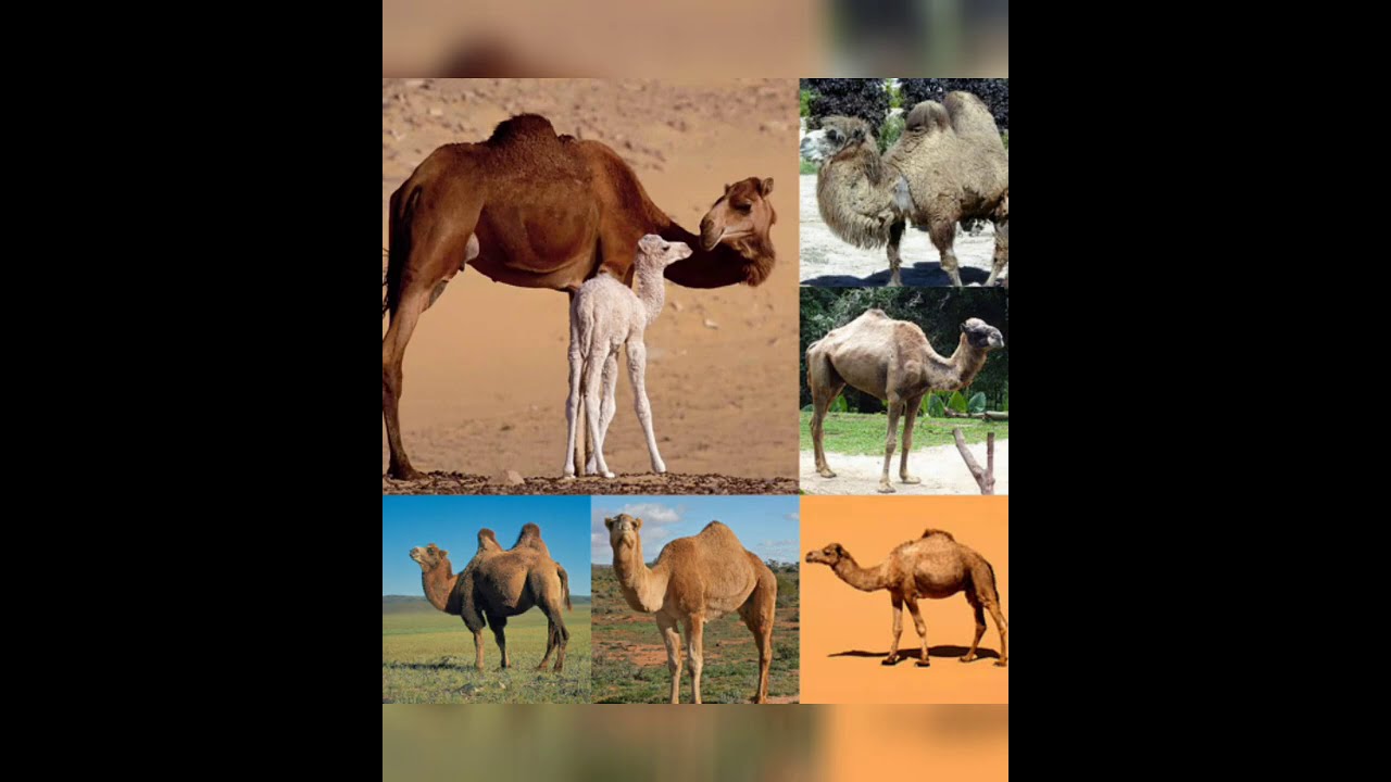 The Kids ABC's at the Zoo [Collage Edition] - YouTube