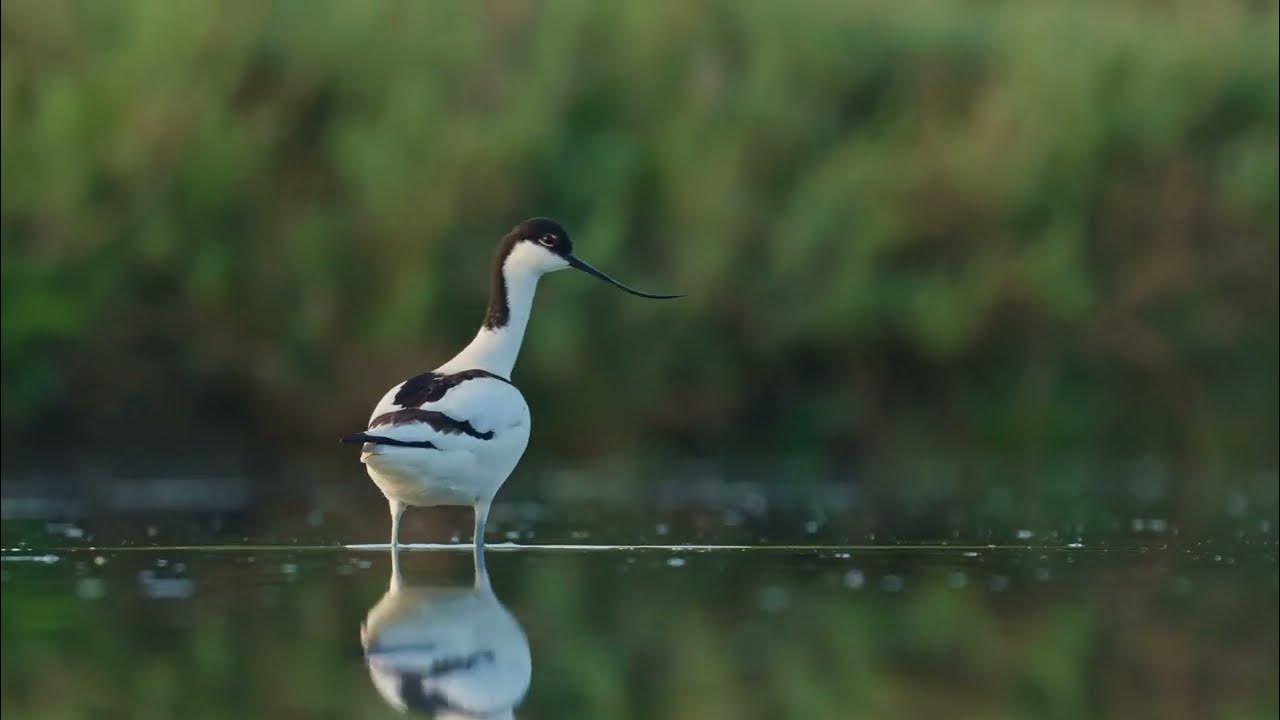Bird video and photography of an Avocet (Recurvirostra avosetta) - YouTube