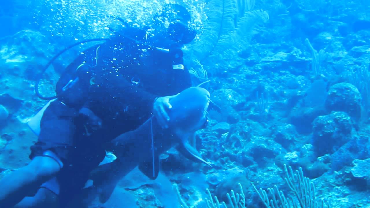 Man tries to tame shark and succeeds - YouTube