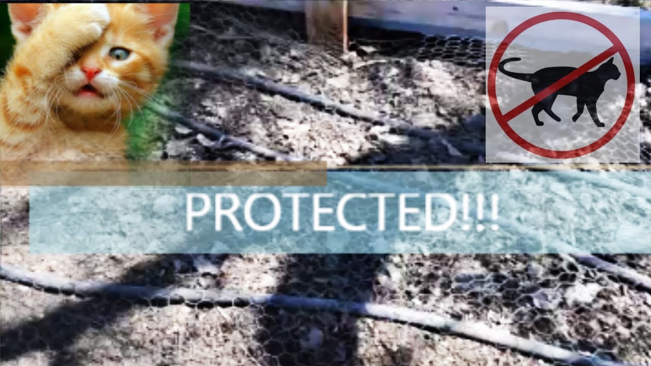 🚫🐈 Keeping Cats Out Of My Garden Bed With Chicken Wire- Raised Bed ...