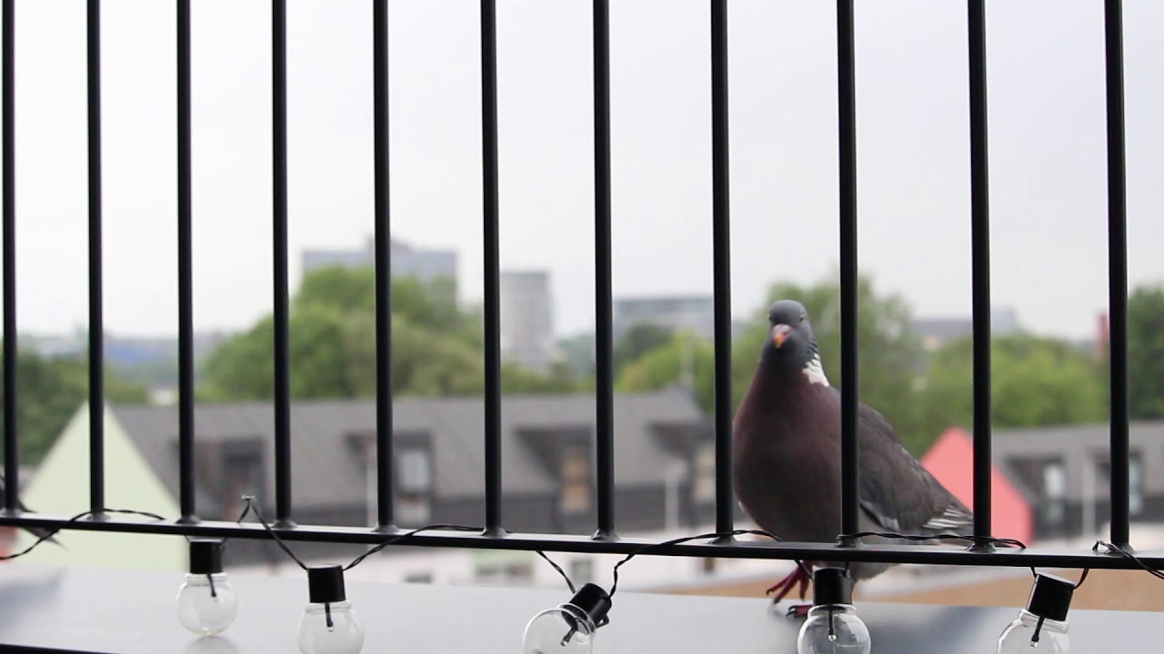 Pigeons Fighting Part (2) - YouTube