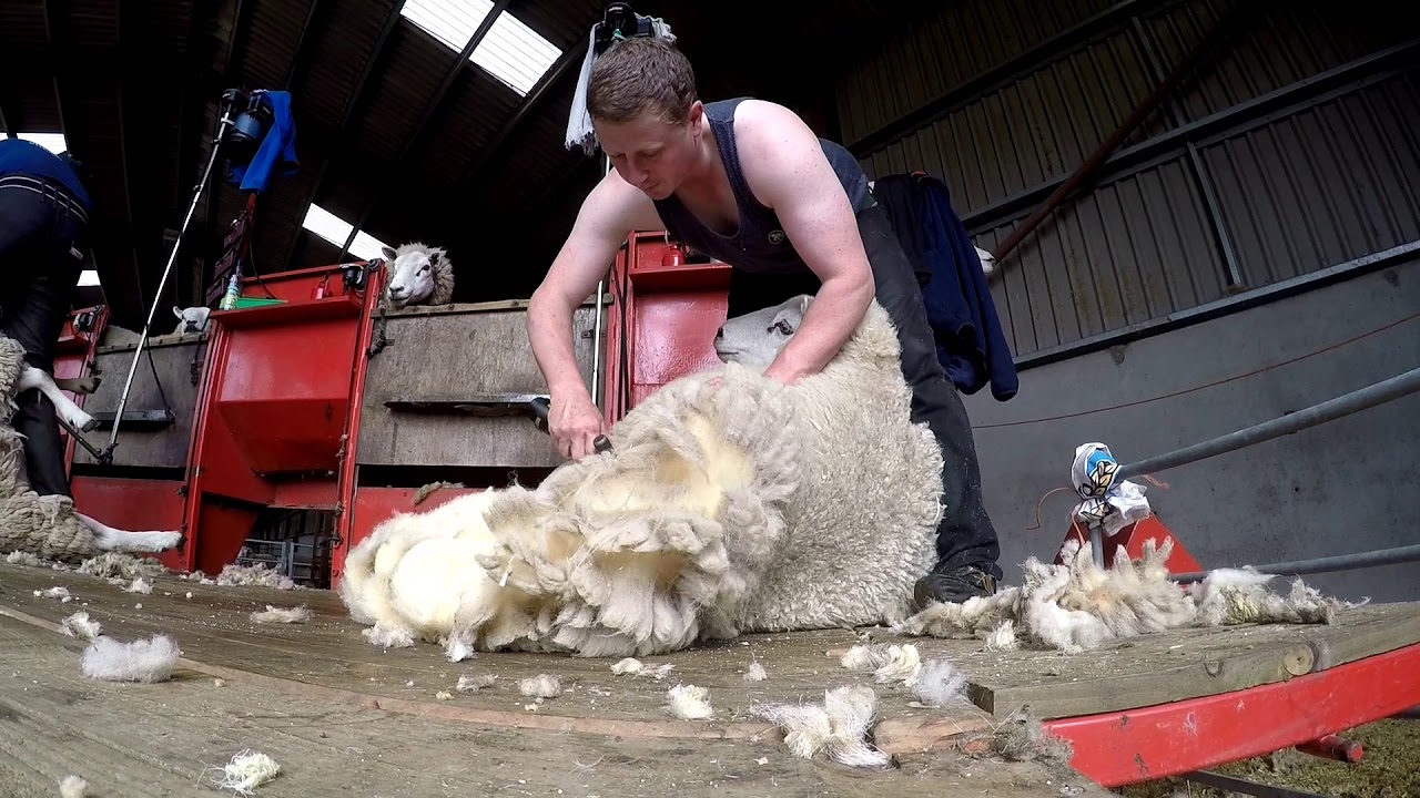 Clipping Sheep June 2020 - YouTube