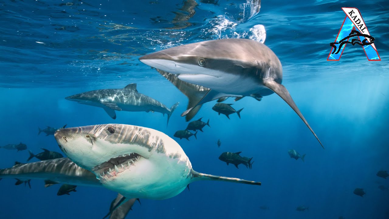 Amazing Big Catch on The Sea - Catching Hundreds Tons of Fishes With ...