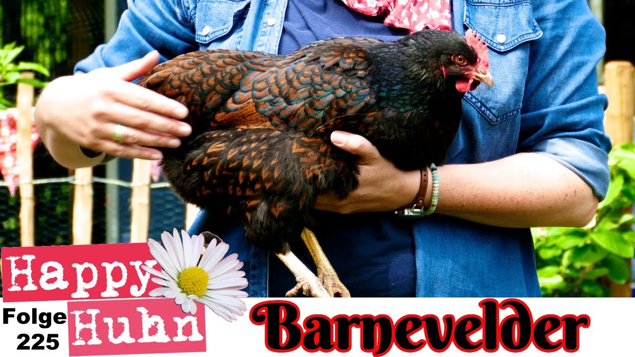 Barnevelder Hühner im Rasseportrait bei Happy Huhn E225 - Herkunft ...