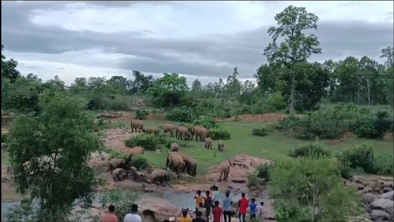 🌿🦣 Wildlife Elephant's 💥 || A view of the rare river crossing 🍃🐘💚 ...