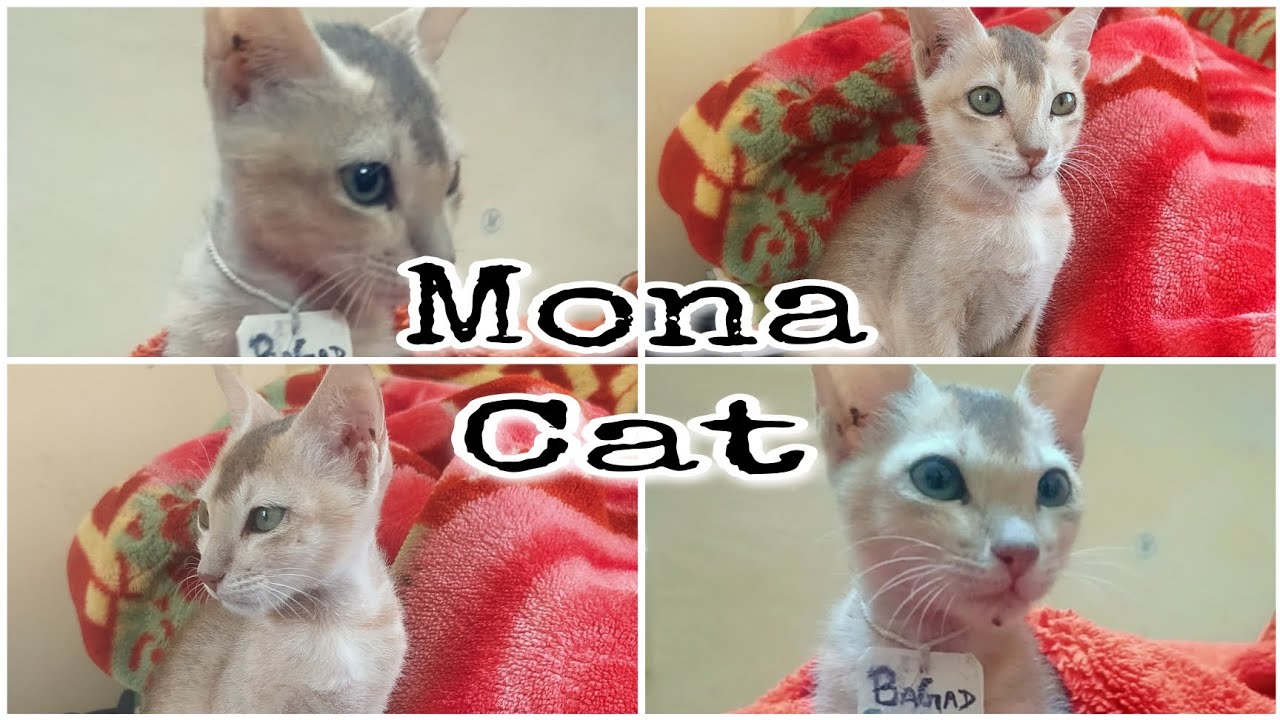 Mona Cat || Mona training || Official Cat Of RRSDCE#cat#cats#catlover#shortvideo#petlover#mona# ...
