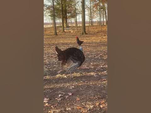 My pet turkey strutting! - YouTube
