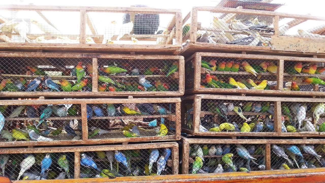 Lalukhet Birds Market In Karachi Latest Video February/17/2019 - YouTube