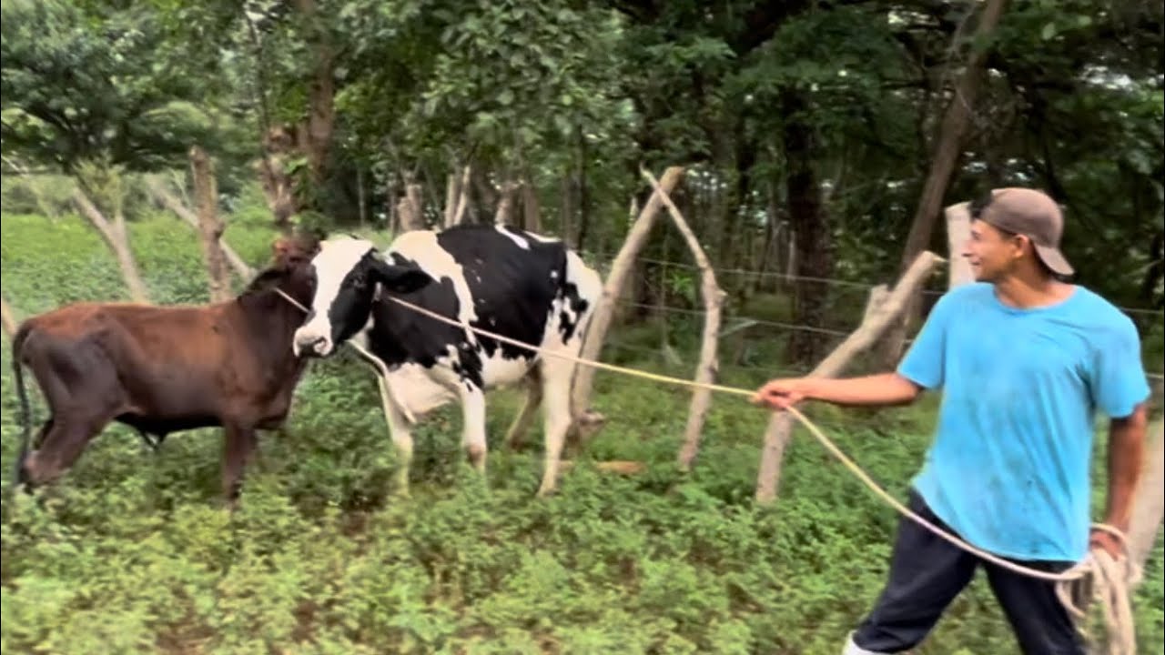 Como lazar vacas de dos en dos 🤣mira lo terrible que es Miguel para lazar - YouTube