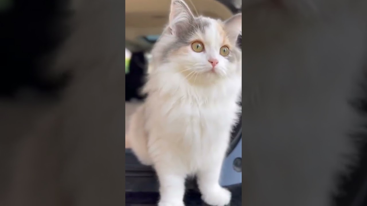 waw#cat#animals#short#viral - YouTube