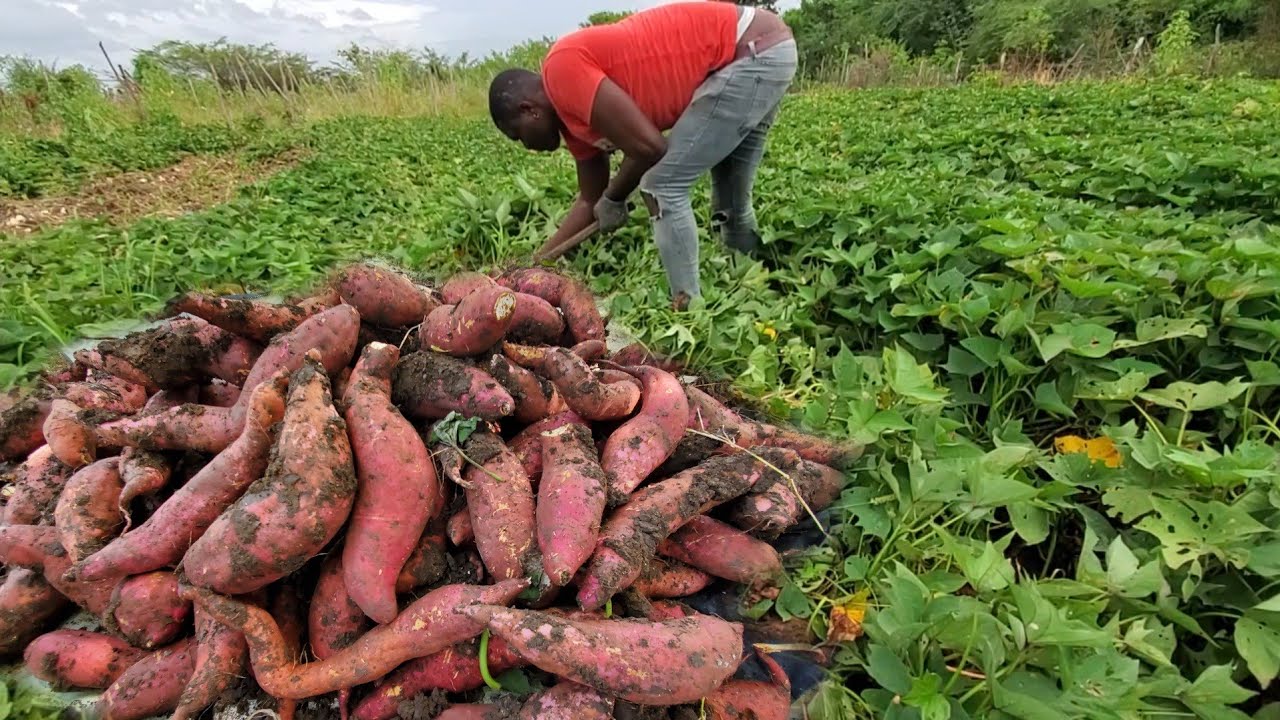 these potato bear so good let's reap some for the market $$ - YouTube