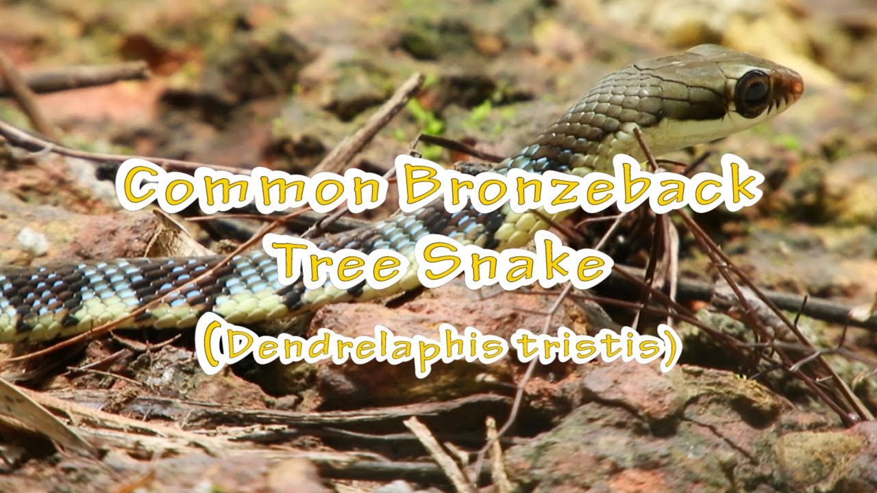 Common Bronzeback Tree Snake - YouTube