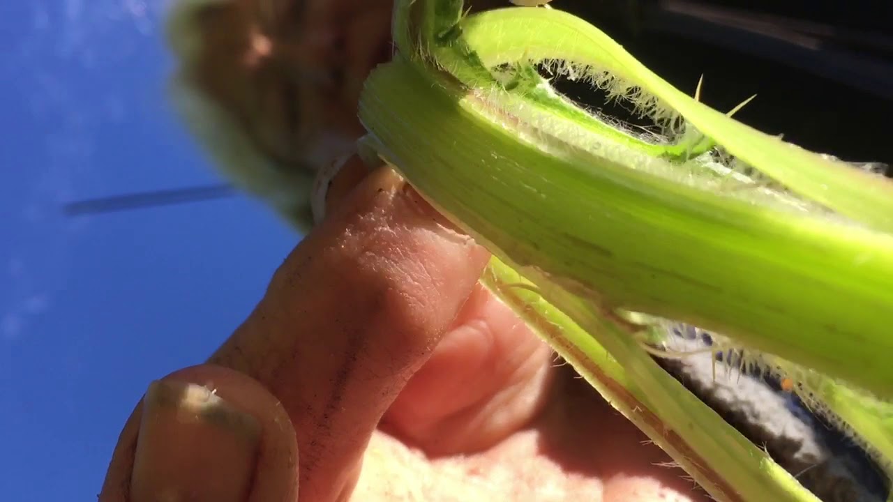 How to eat thistles - YouTube